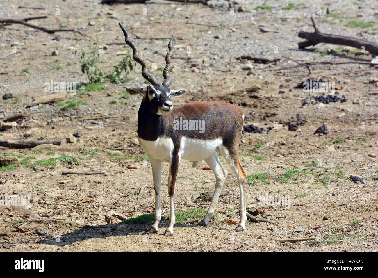 Indiai antilop hi-res stock photography and images - Alamy