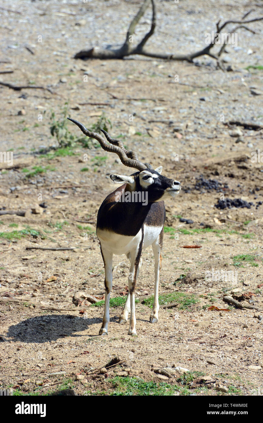 Indiai antilop hi-res stock photography and images - Alamy