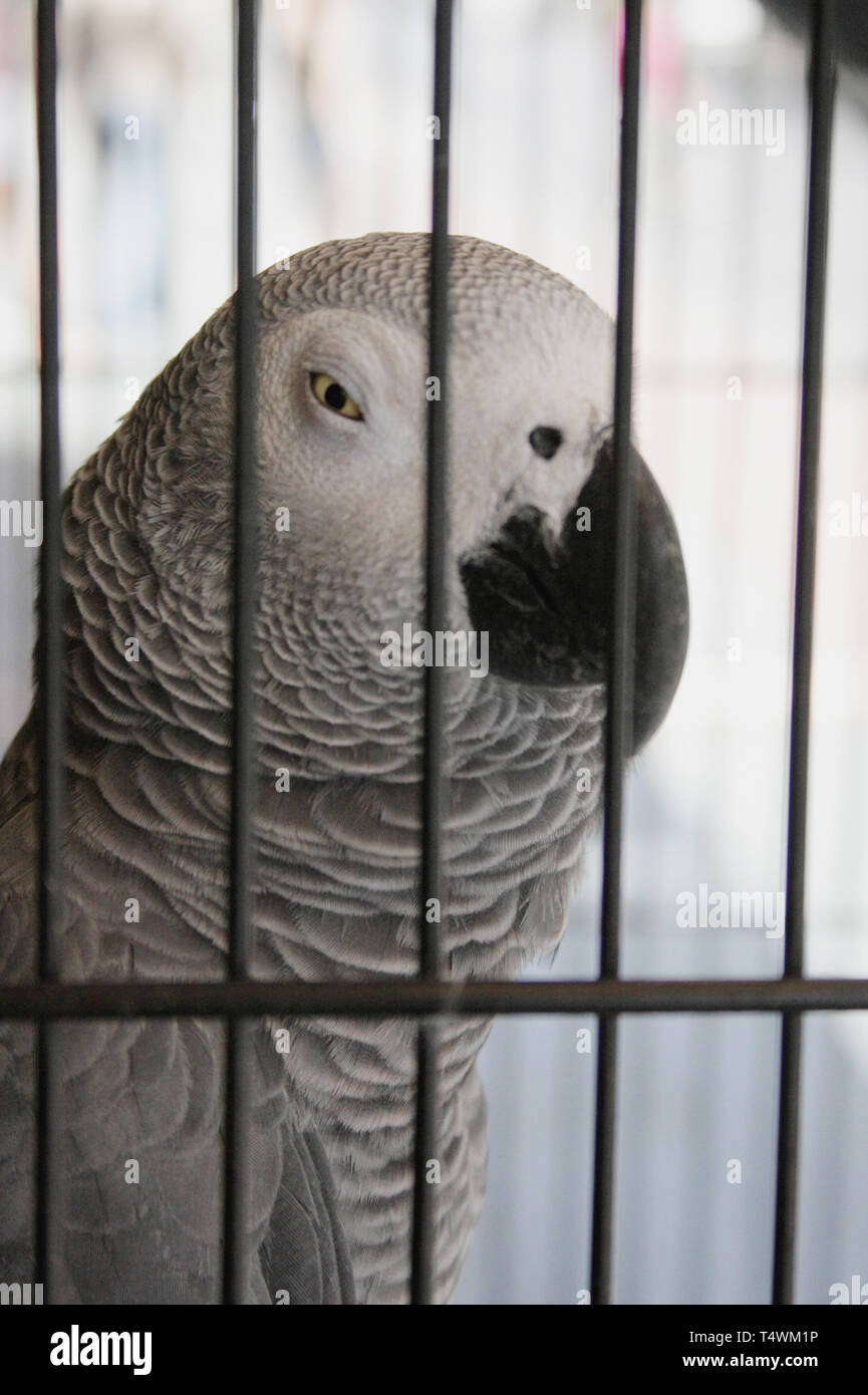 African gray parrot cage hi-res stock photography and images - Alamy