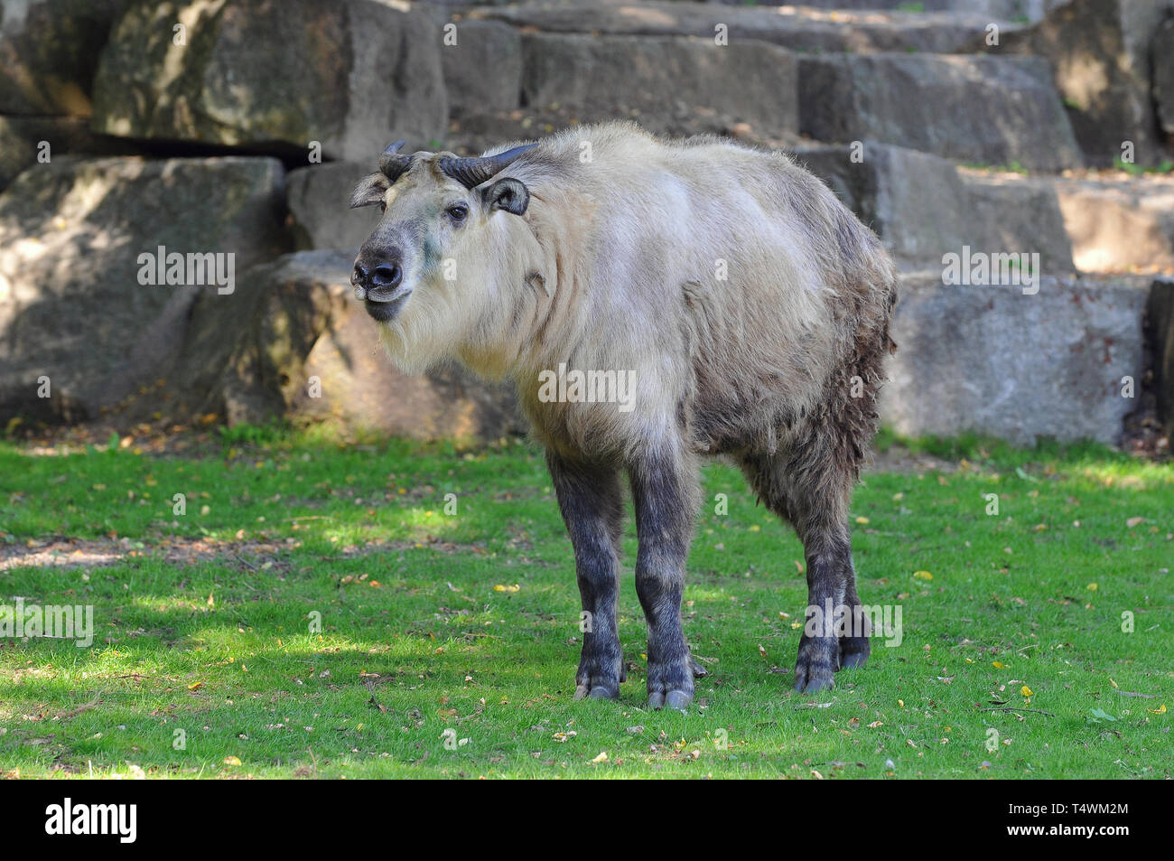 Tibetan takin hi-res stock photography and images - Alamy