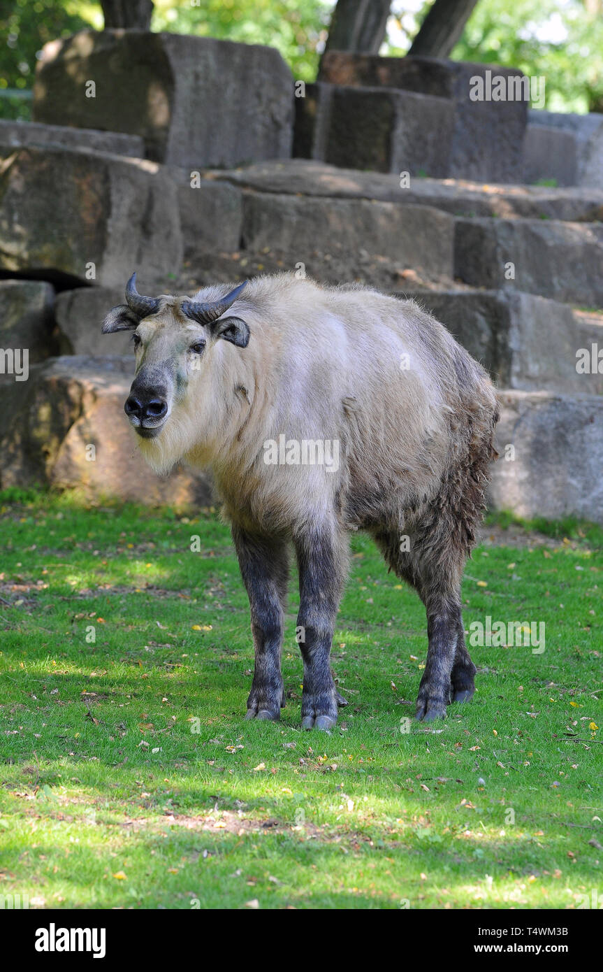 The tibetan or sichuan takin hi-res stock photography and images - Alamy