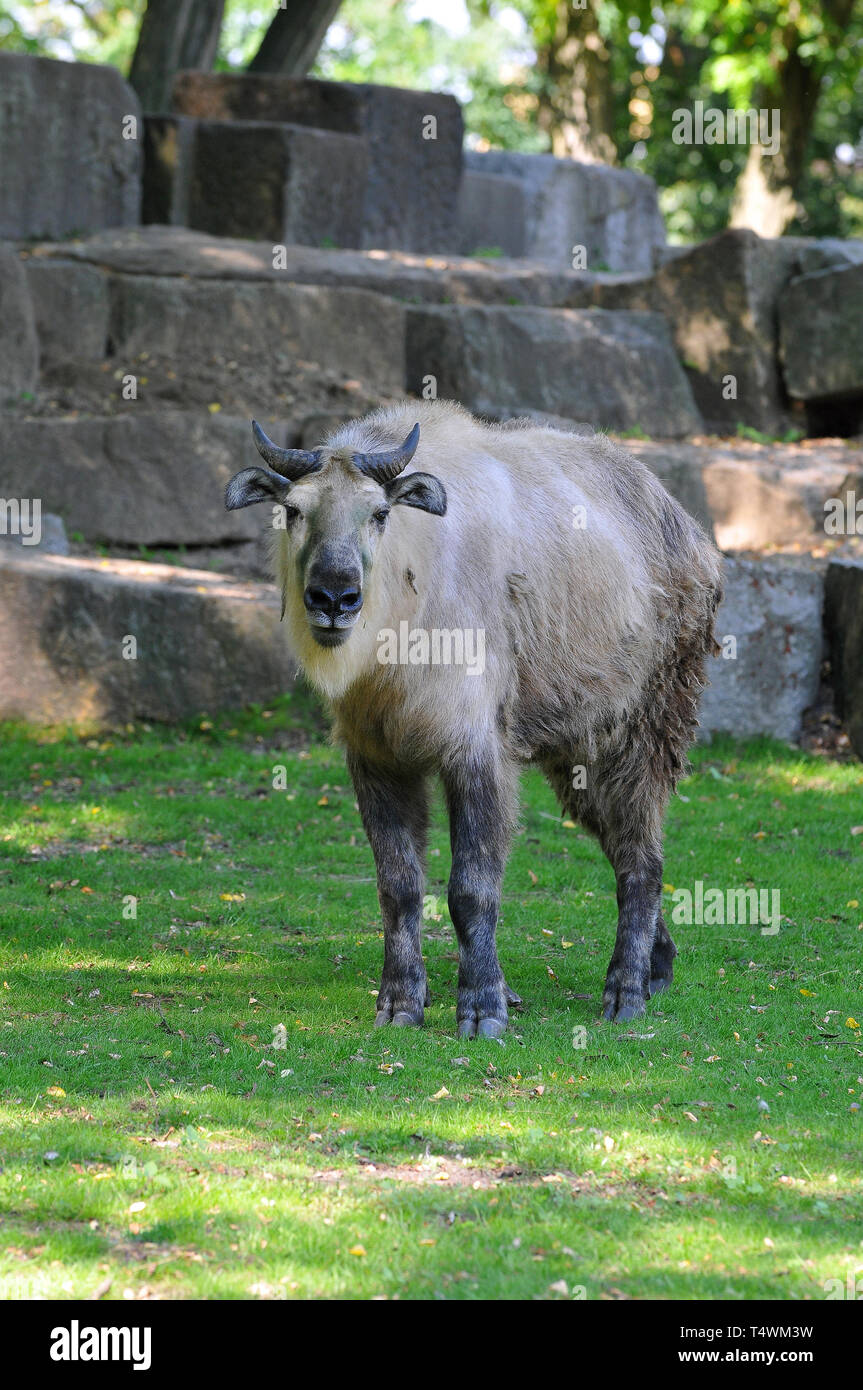 The tibetan or sichuan takin hi-res stock photography and images - Alamy