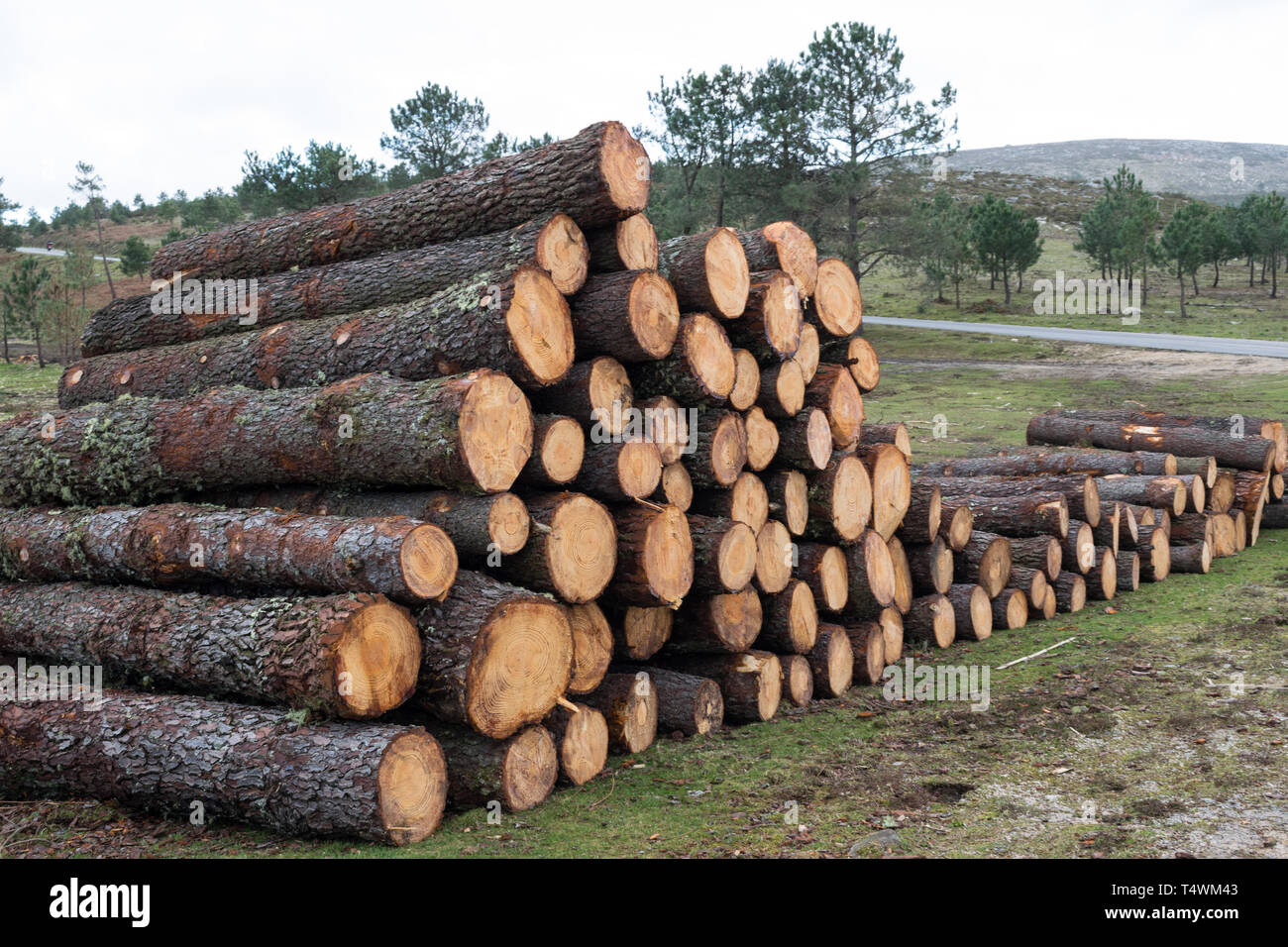 trunks of trees stacked in the woods beside the road Stock Photo - Alamy