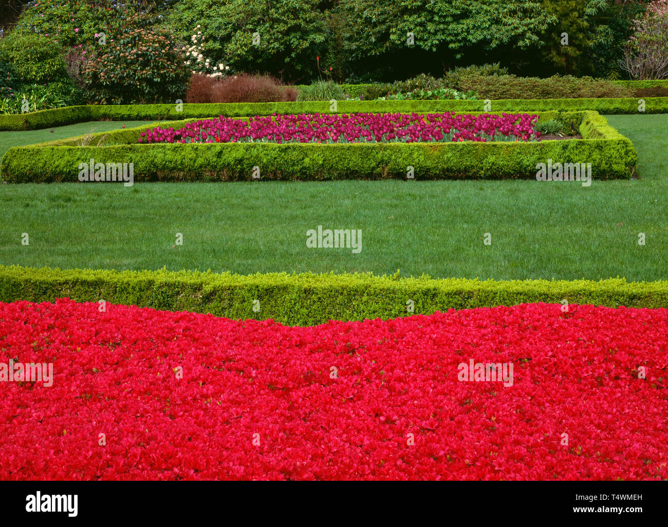 USA, Oregon, Shore Acres State Park, Azaleas and tulips bloom in formal ...