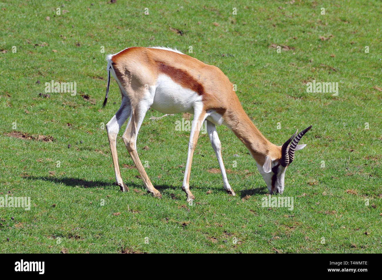 Vadallat hi-res stock photography and images - Alamy