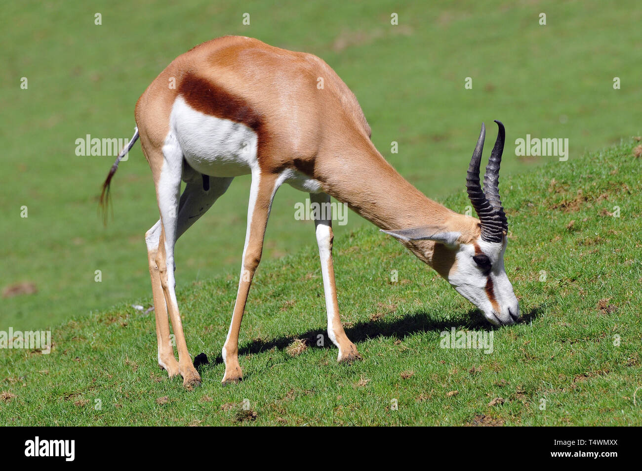 springbok, Springböcke, vándorantilop, Antidorcas marsupialis Stock ...