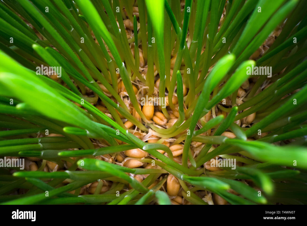 Growing edible grass at home. Green sprouts coming out of seeds in ...