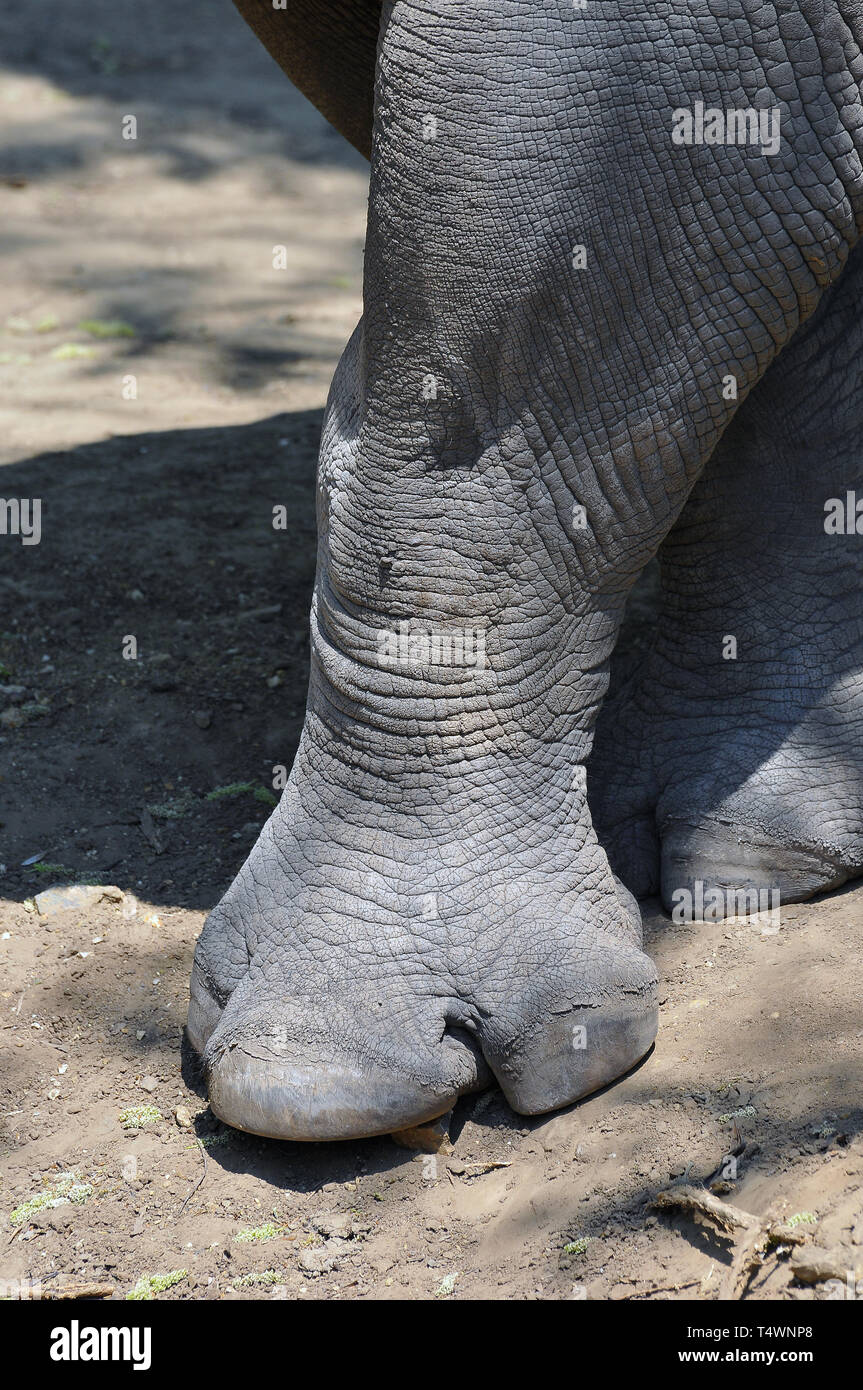 Rhinoceros hoof hi-res stock photography and images - Alamy