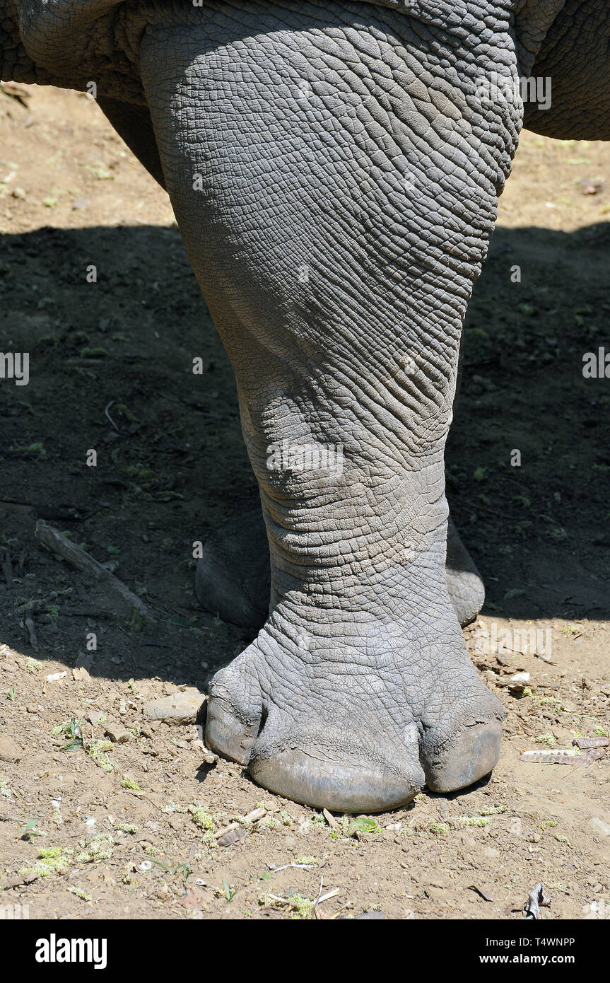 Rhinoceros hoof hi-res stock photography and images - Alamy