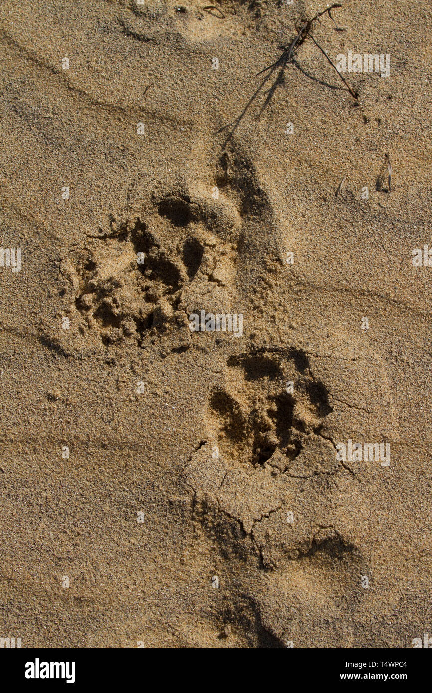 Cat Tracks High Resolution Stock Photography and Images - Alamy