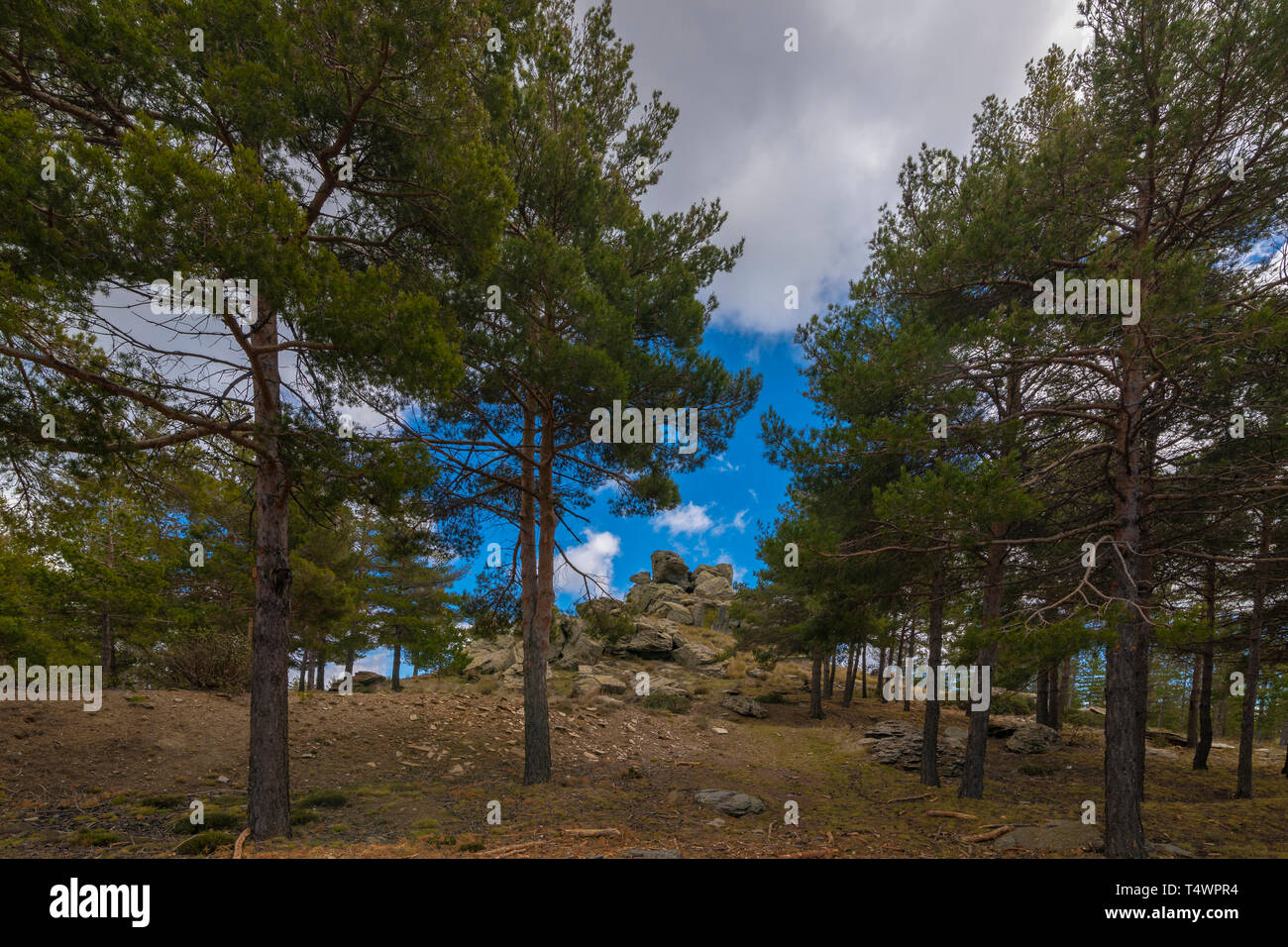 Firebreak forest hi-res stock photography and images - Alamy
