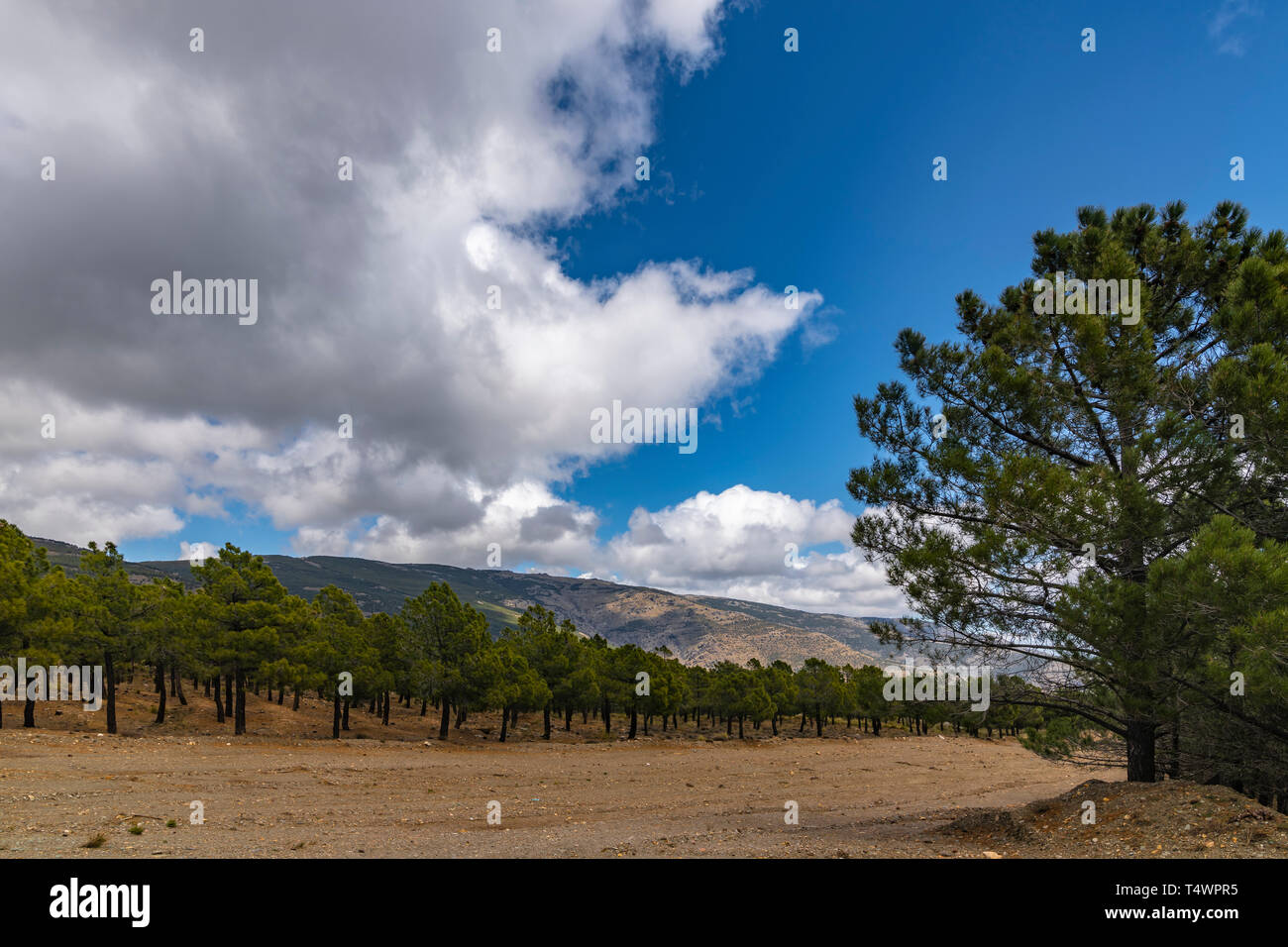 Forest fire tree line hi-res stock photography and images - Alamy