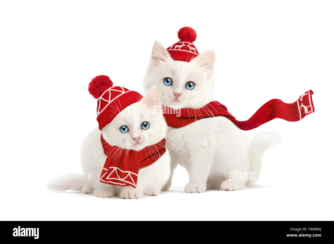 Cats wearing hats hi-res stock photography and images - Alamy