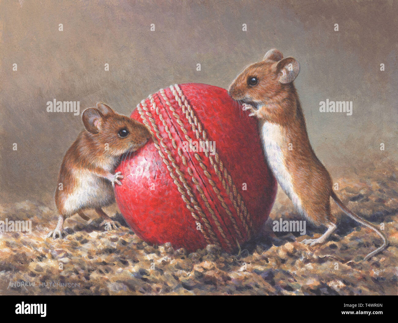 Cricket theme hi-res stock photography and images - Alamy