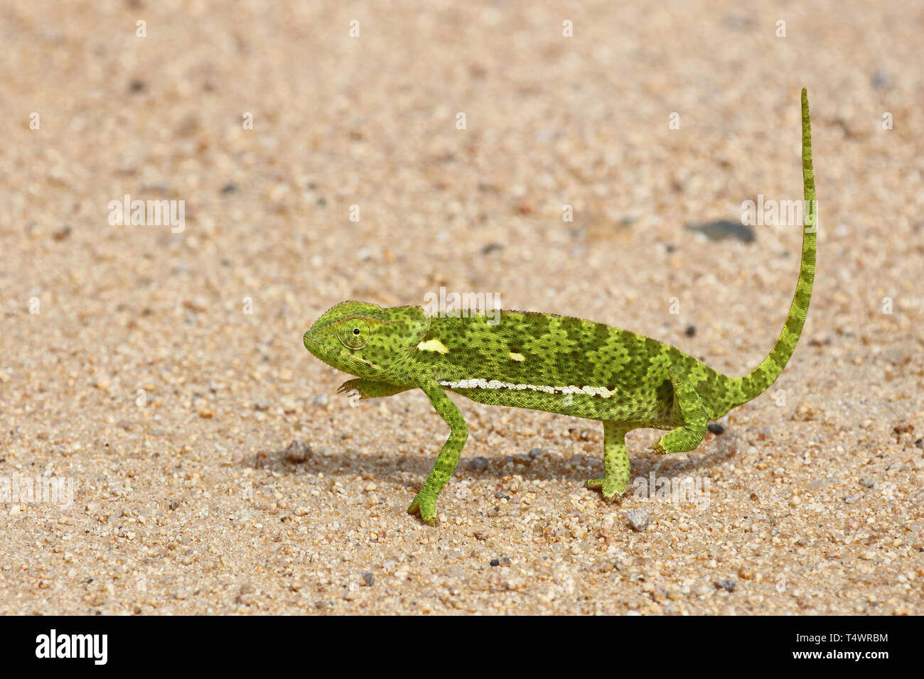 Lappenchamäleon / Flap-necked chameleon / Chamaeleo dilepis Stock Photo ...