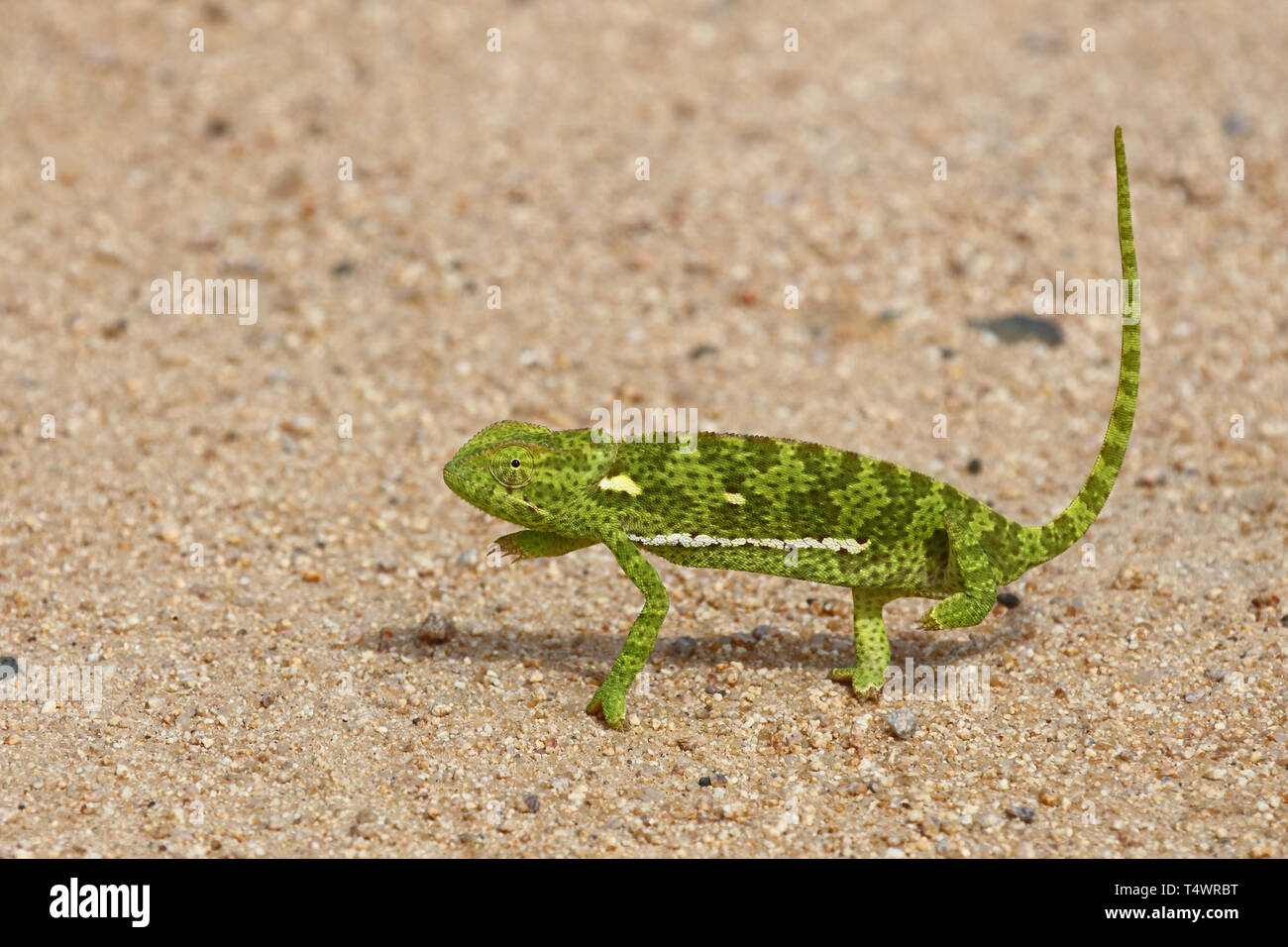Flap Necked Chameleons High Resolution Stock Photography and Images - Alamy