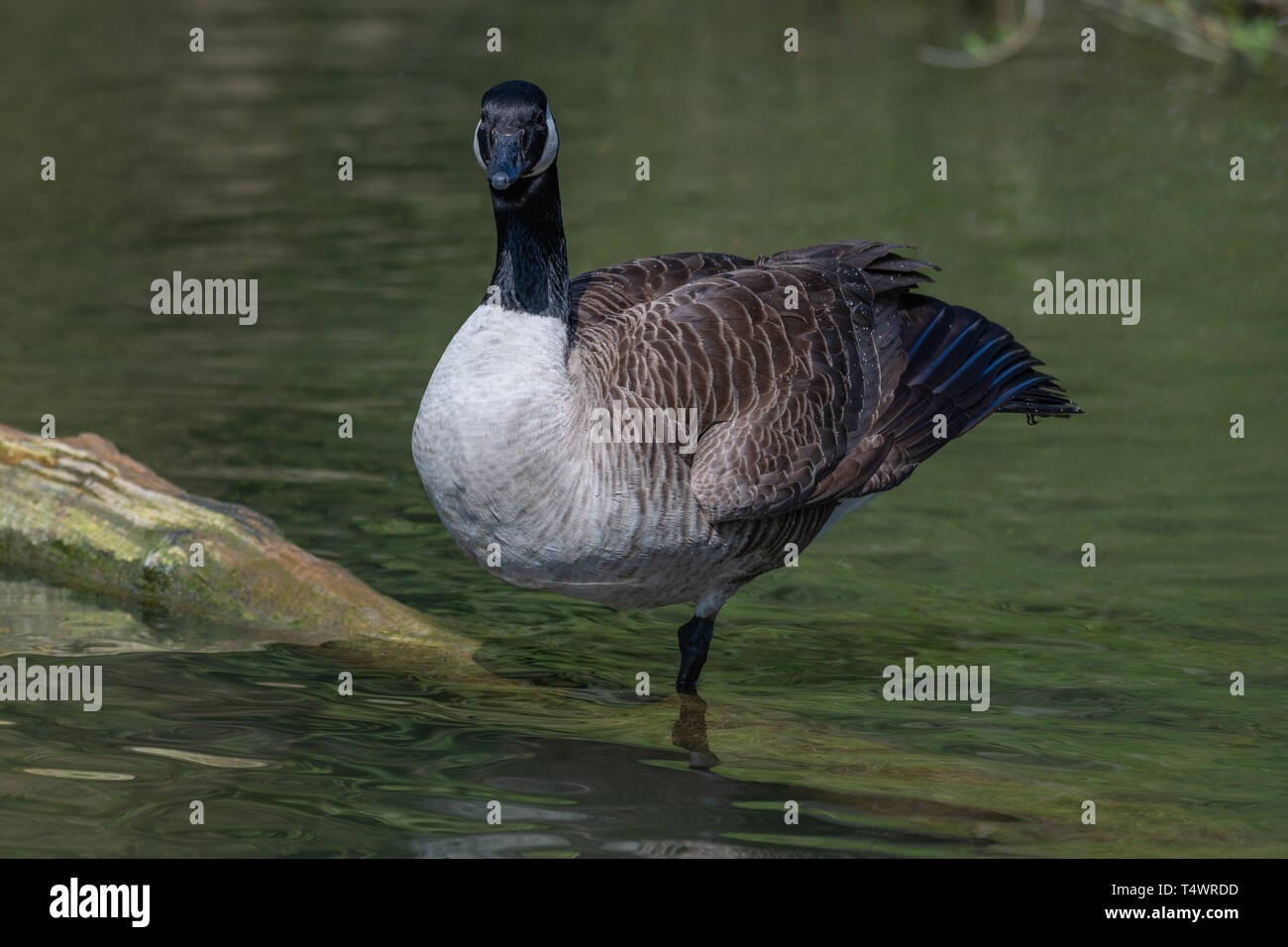 Hissing Geese High Resolution Stock Photography and Images - Alamy