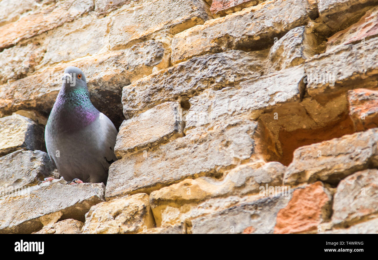 Curious pigeon looking outside the nest of an old wall Stock Photo - Alamy
