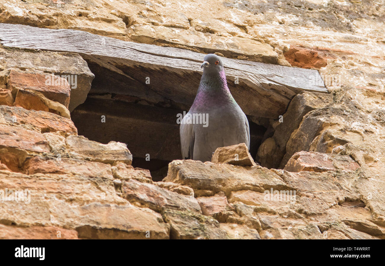 Curious pigeon looking outside the nest of an old wall Stock Photo - Alamy