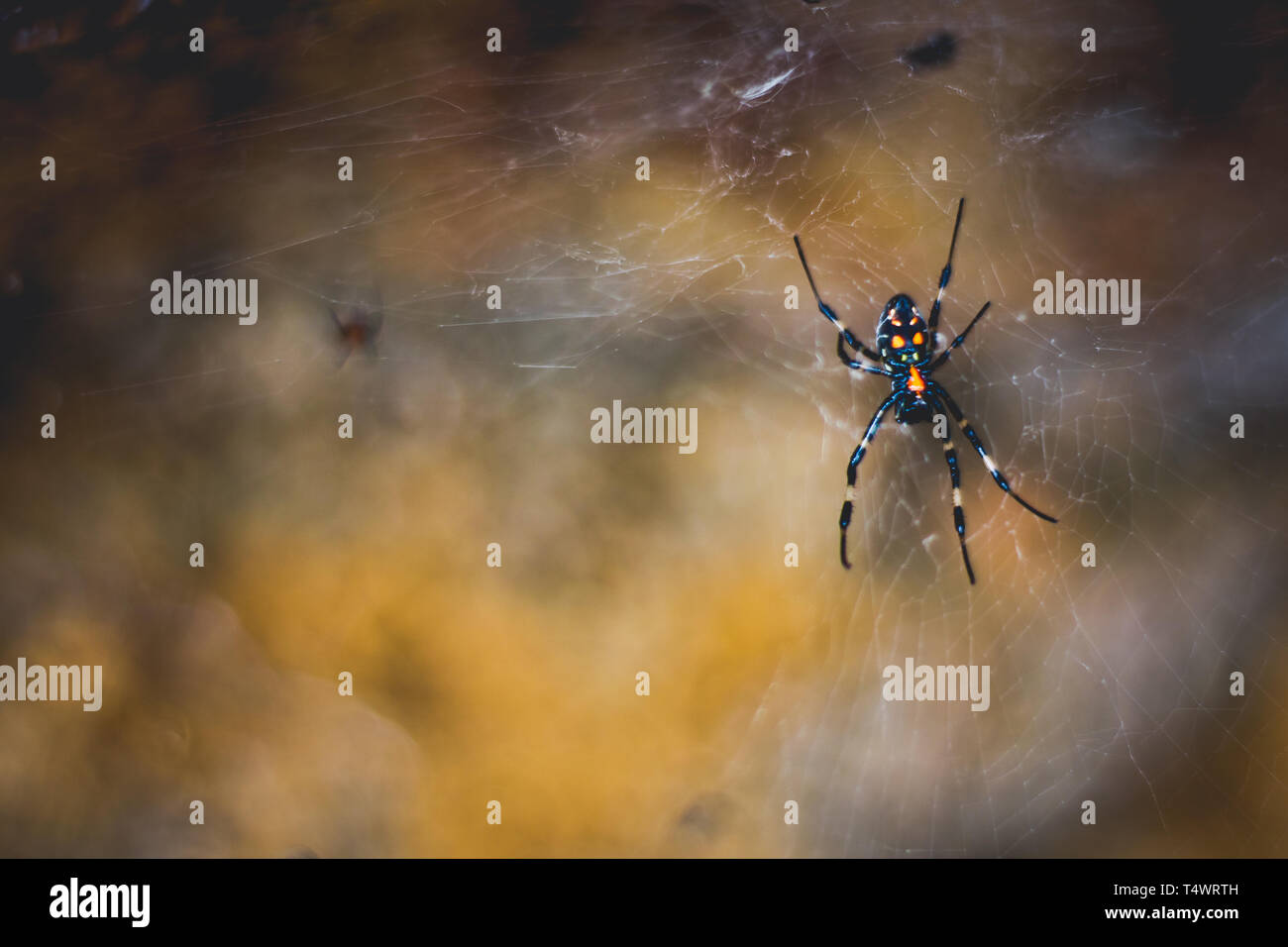Orange spider hi-res stock photography and images - Alamy