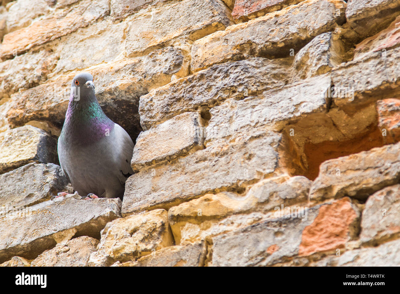 Curious pigeon looking outside the nest of an old wall Stock Photo - Alamy