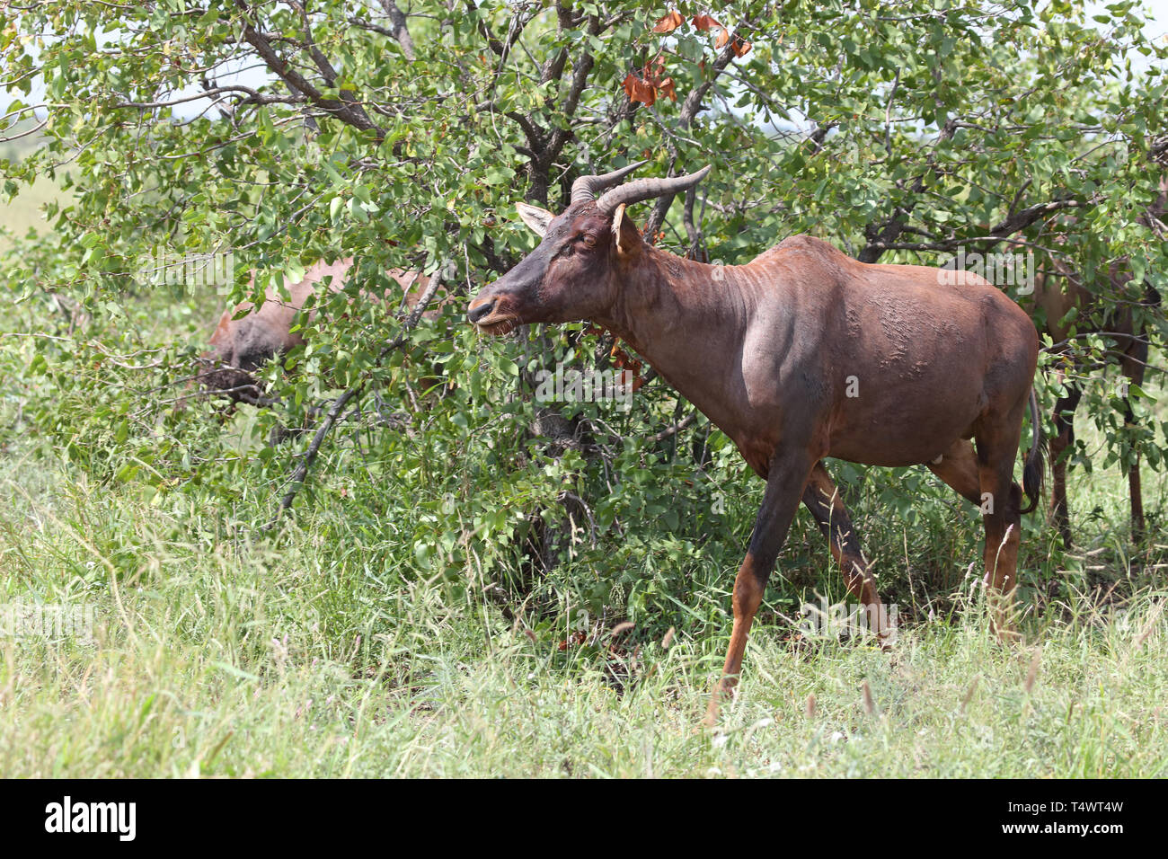 Leierantilope oder Halbmondantilope / Common Tsessebe / Damaliscus ...
