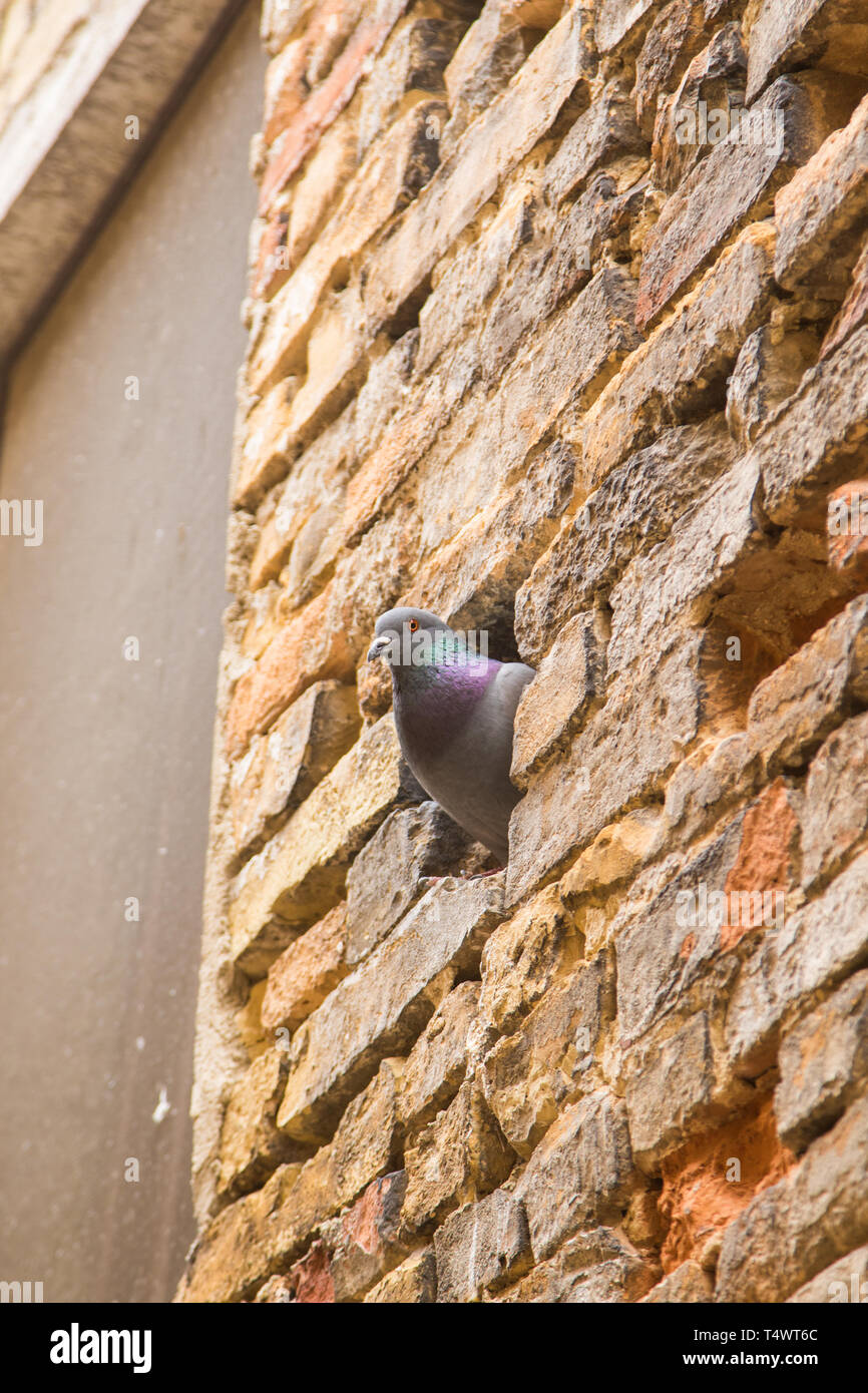 Curious pigeon looking outside the nest of an old wall Stock Photo - Alamy