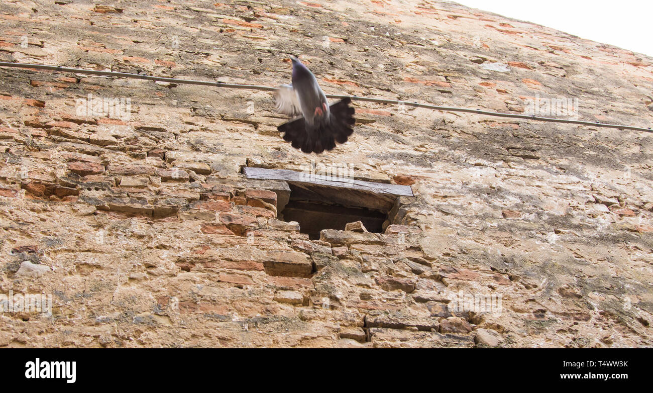Curious pigeon looking outside the nest of an old wall Stock Photo - Alamy