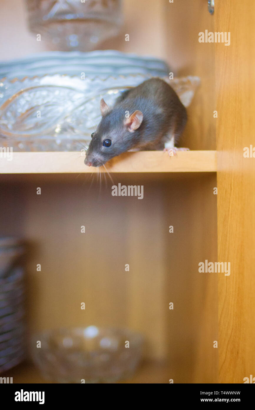 gray rat on the shelf. the symbol of the Chinese new year 2020 ...