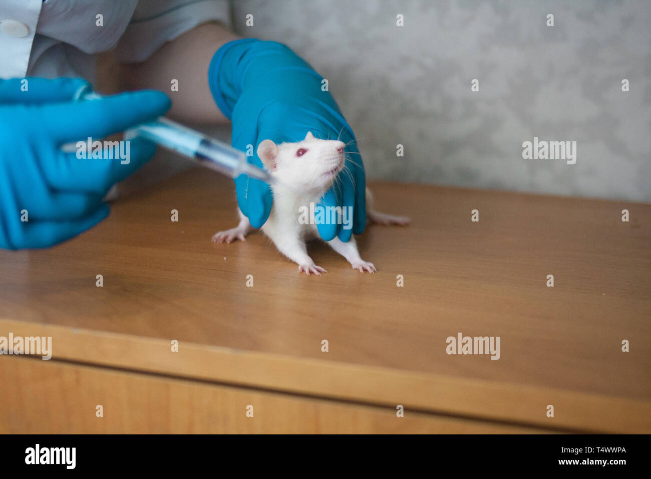 Injection concept. rat white symbol of the Chinese new year 2020. home ...