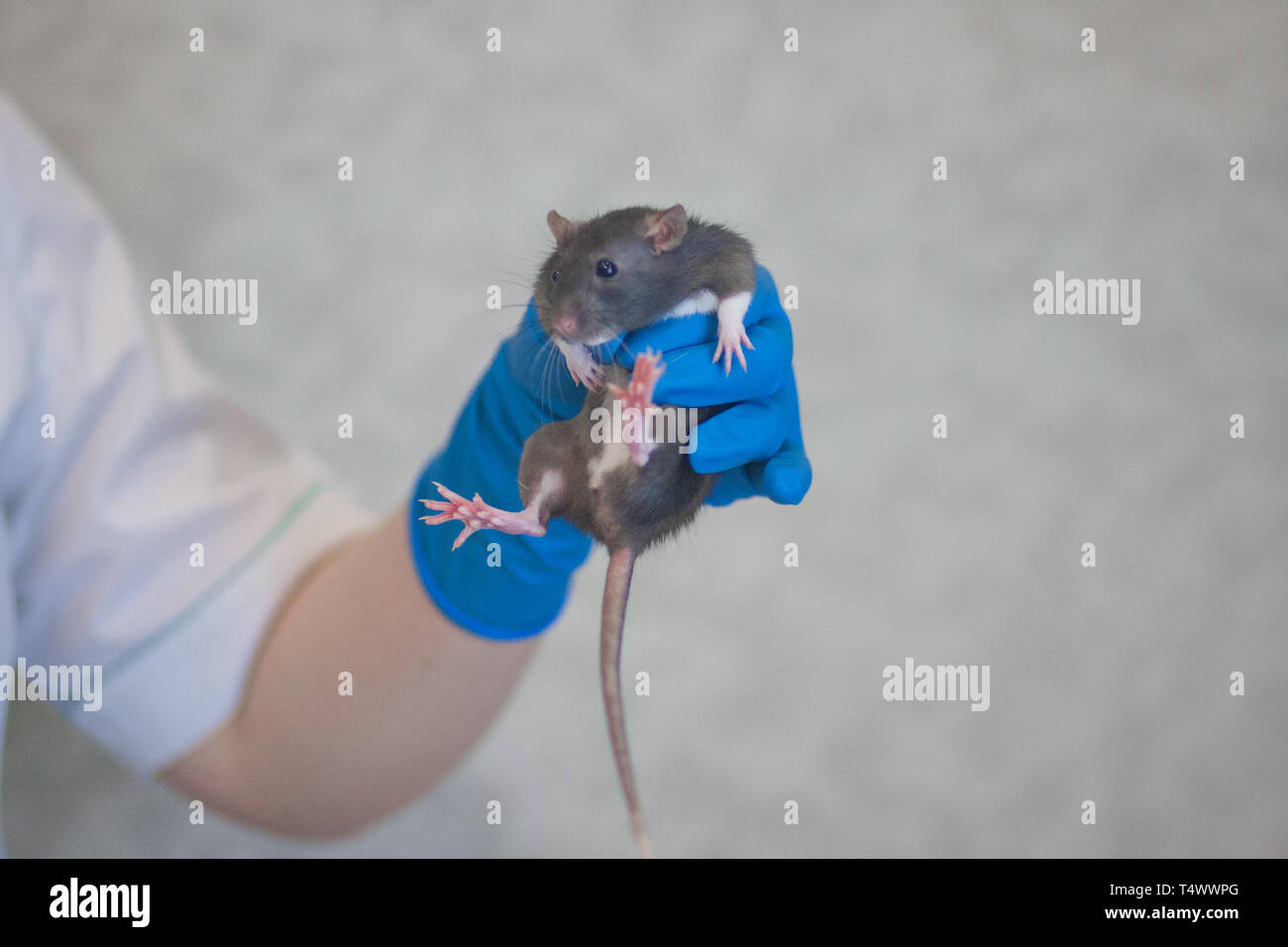 medical manipulation. rat is a black symbol of the Chinese new year ...