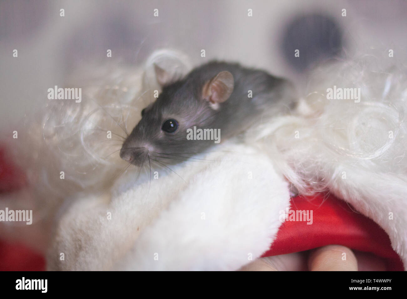 Santa Claus beard. rat is a black symbol of the Chinese new year 2020 ...