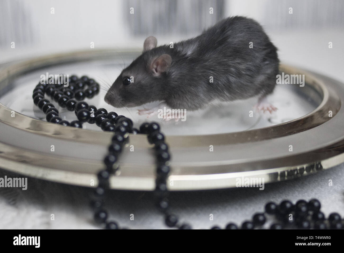 time concept. rat is a black symbol of the Chinese new year 2020. home ...