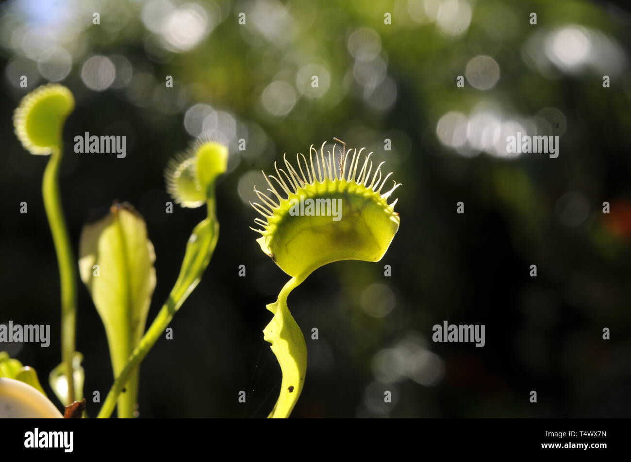 Venuss flytrap hi-res stock photography and images - Alamy