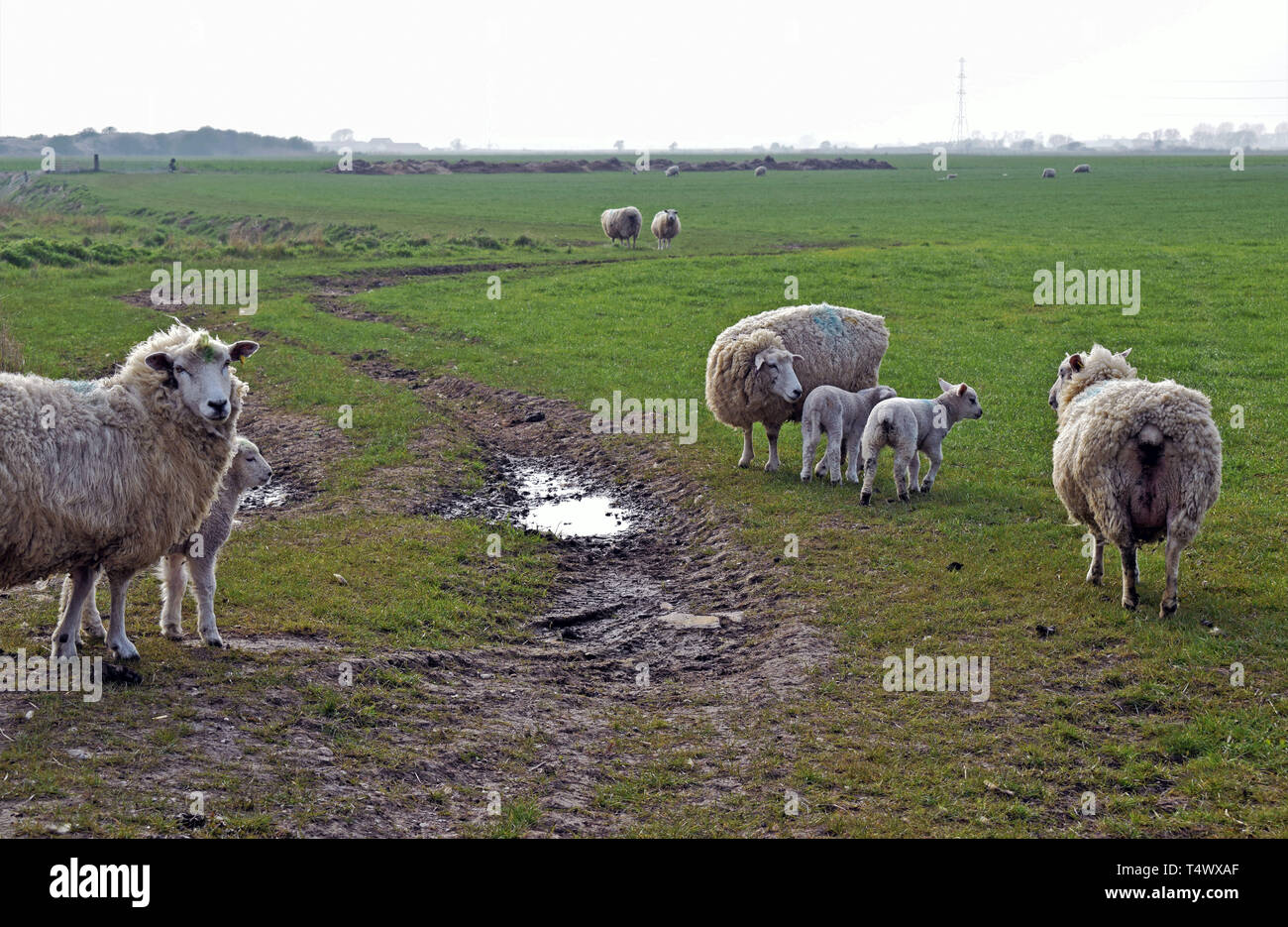 A muddy field on the Kentish Marshes England filled with white mother ...