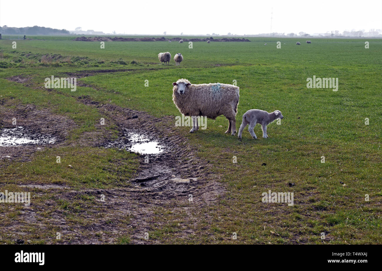A muddy field on the Kentish Marshes England filled with white mother ...