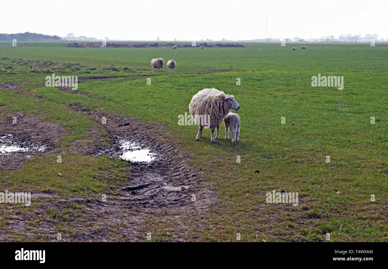 Muddy sheep hi-res stock photography and images - Alamy