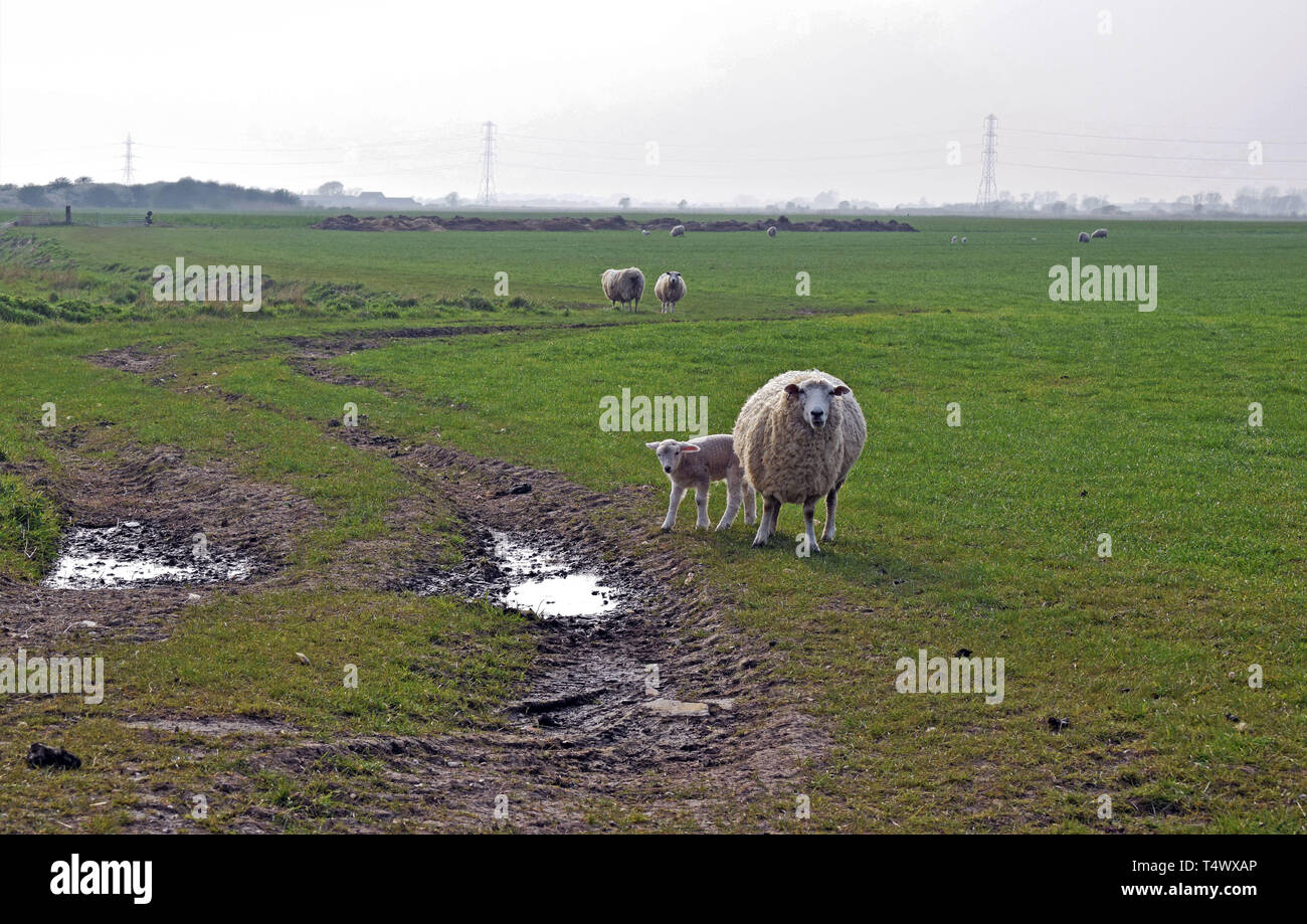 A muddy field on the Kentish Marshes England filled with white mother ...