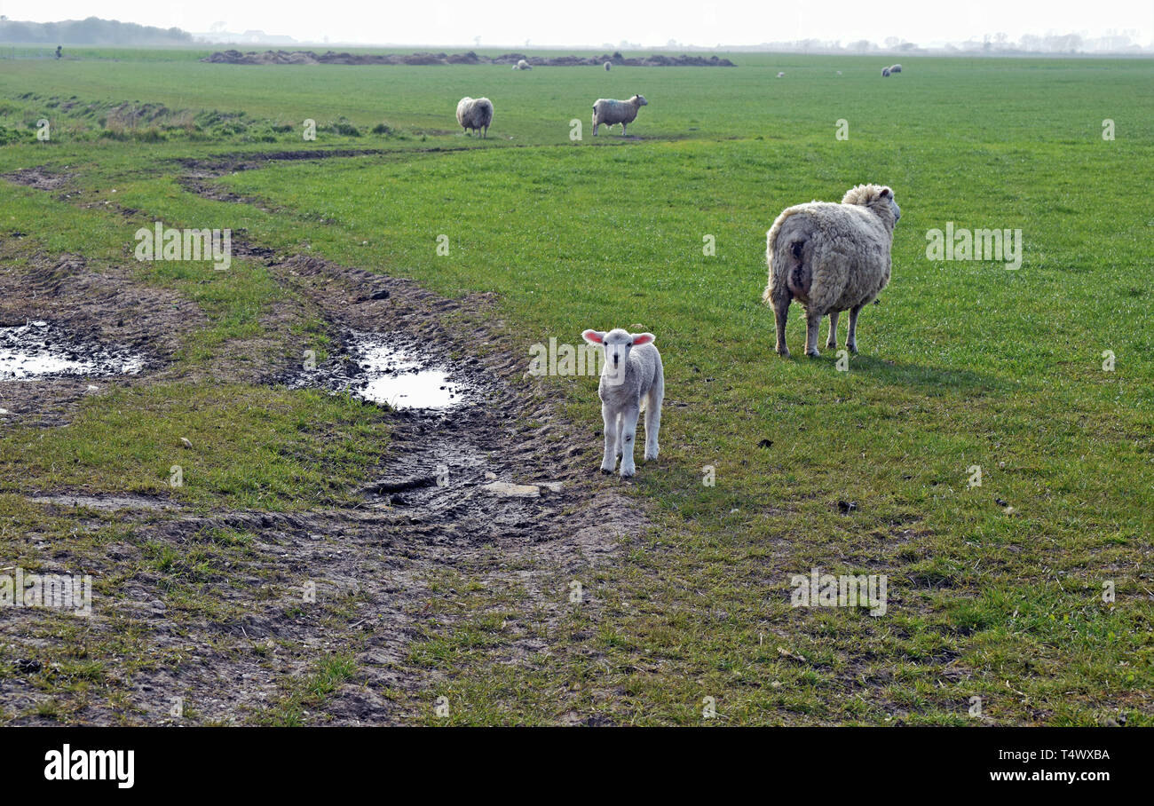 Muddy sheep hi-res stock photography and images - Alamy