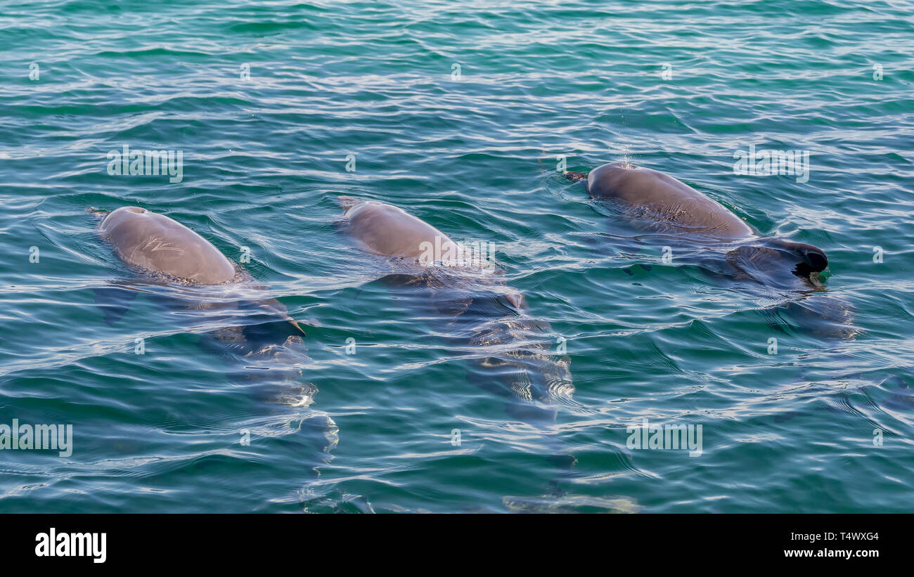 Dolphin blowhole hi-res stock photography and images - Alamy