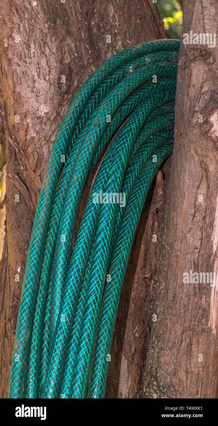 A rolled up green plastic garden hose hangs in a tree in a garden image ...