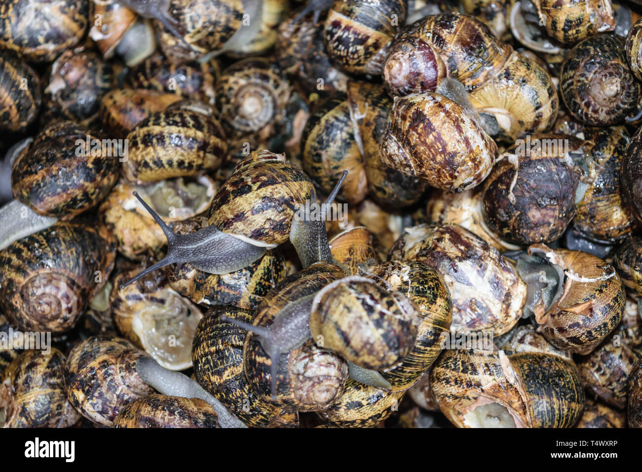 Background of live snails in local Athens fish market, Greece. Snail in ...