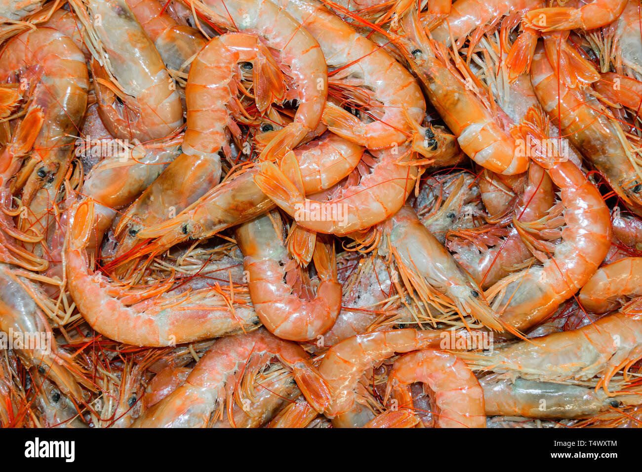 Freshwater prawn display hi-res stock photography and images - Alamy