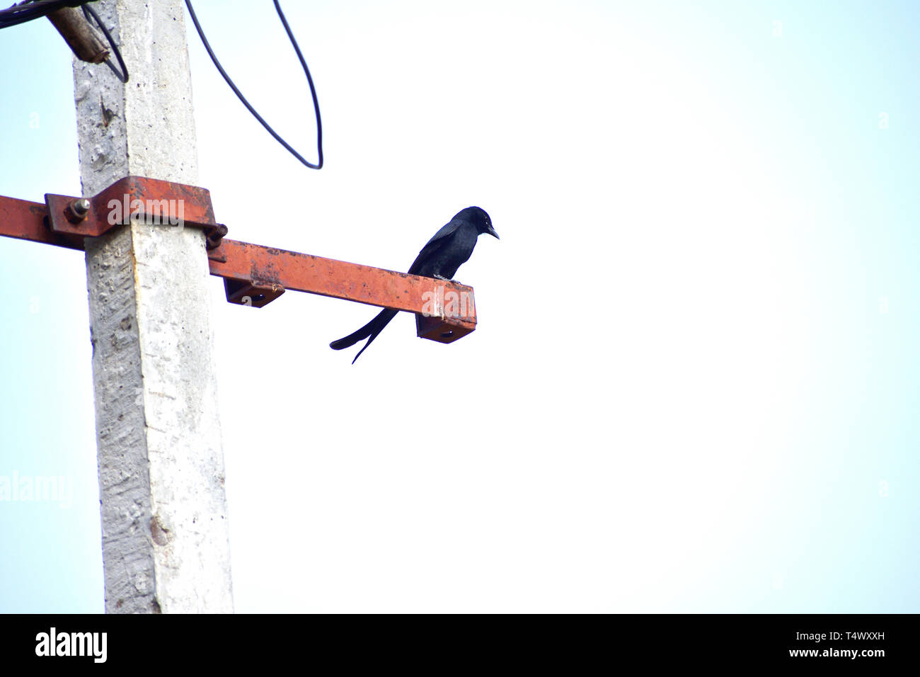 two tail bird sitting on a stand post Stock Photo - Alamy