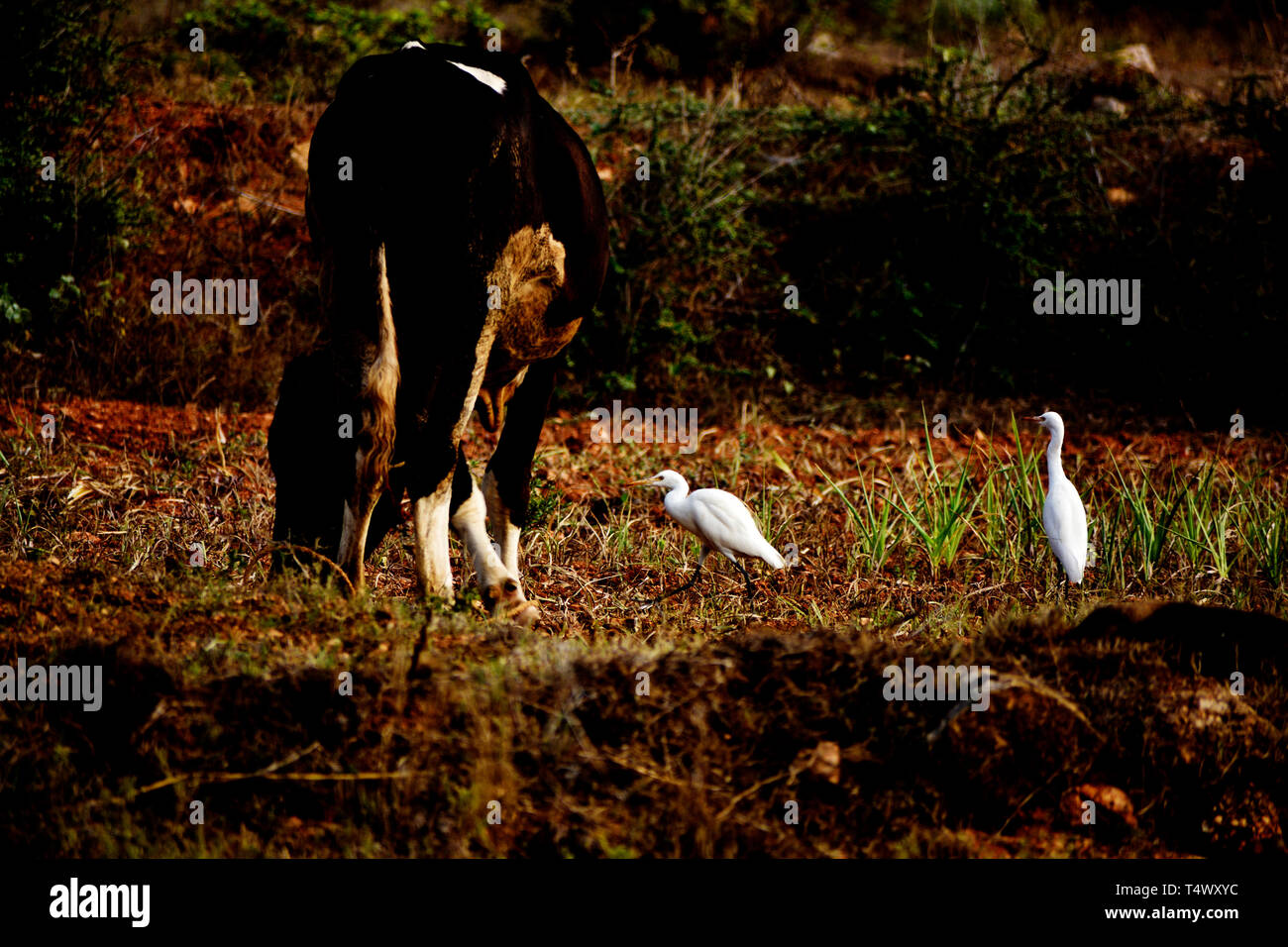 Symbiotic relationship birds cow hi-res stock photography and images ...