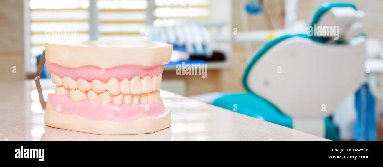 Human jaw models at a dentist office, teeth care and prosthetics ...
