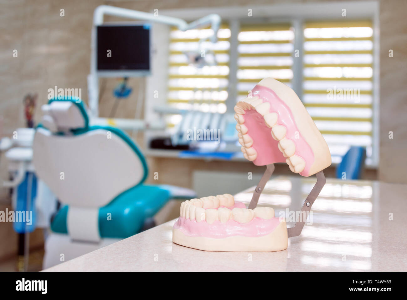 Human jaw models at a dentist office, teeth care and prosthetics ...