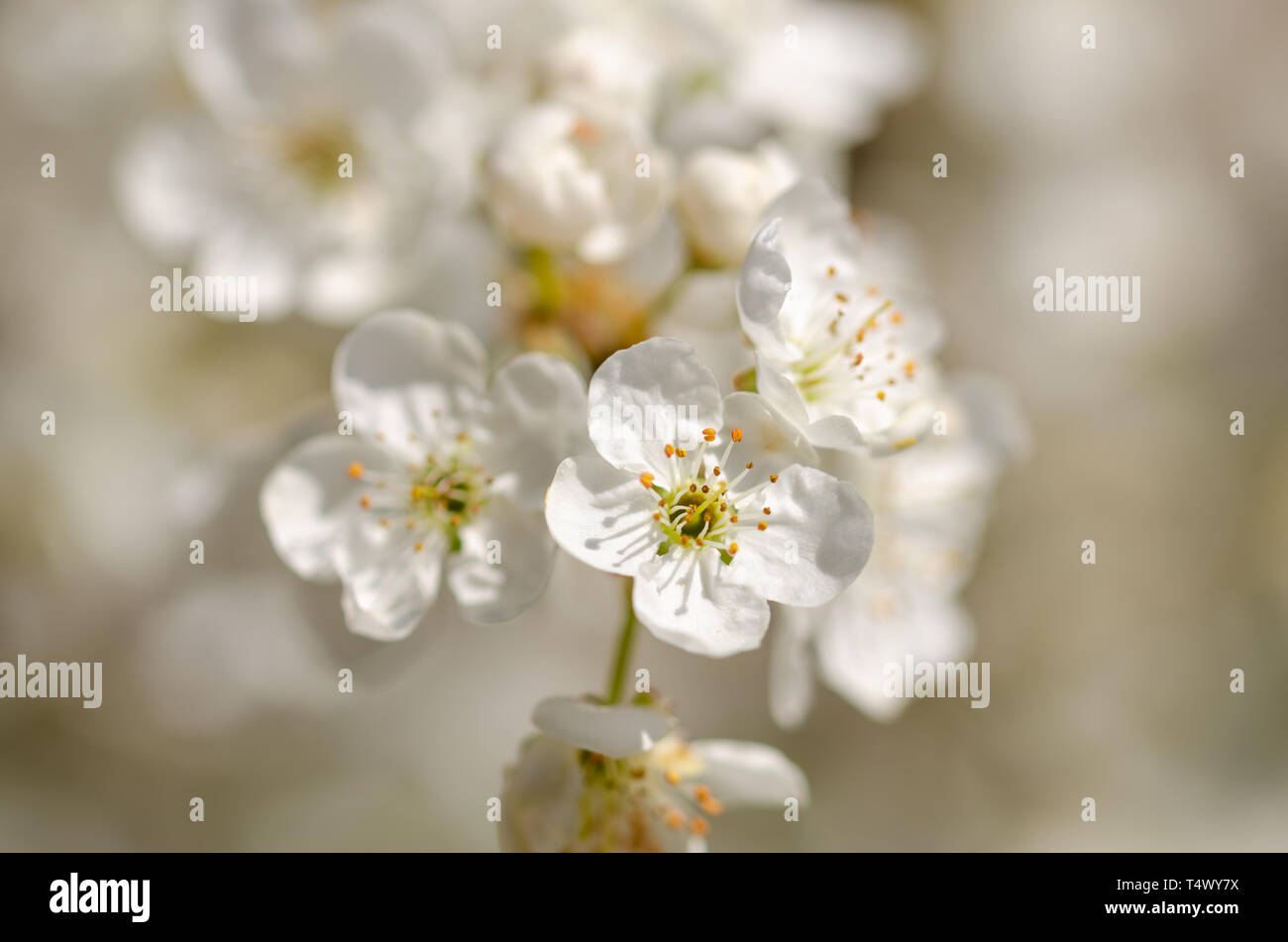 Fruit tree blossom close-up. Shallow depth of field Stock Photo - Alamy