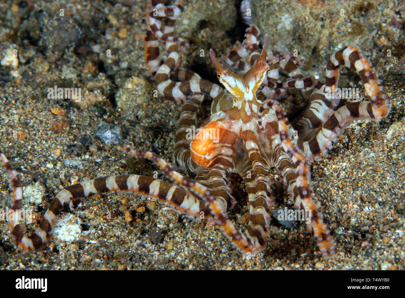 Wonderpus octopus wunderpus photogenicus hi-res stock photography and ...