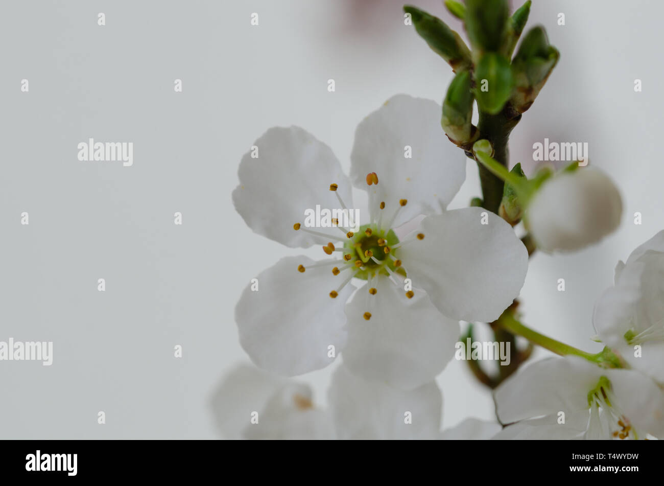 Spring branch with white flowers on white background Stock Photo - Alamy